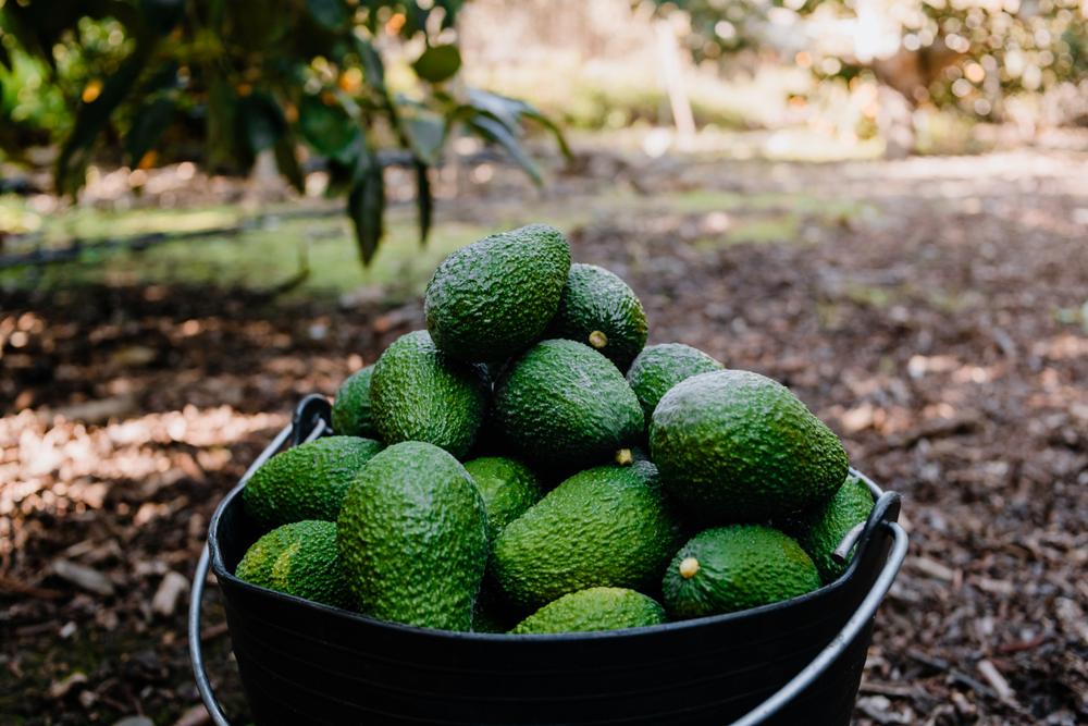 How Mexico’s Lucrative Avocado Industry Became a Source of P...