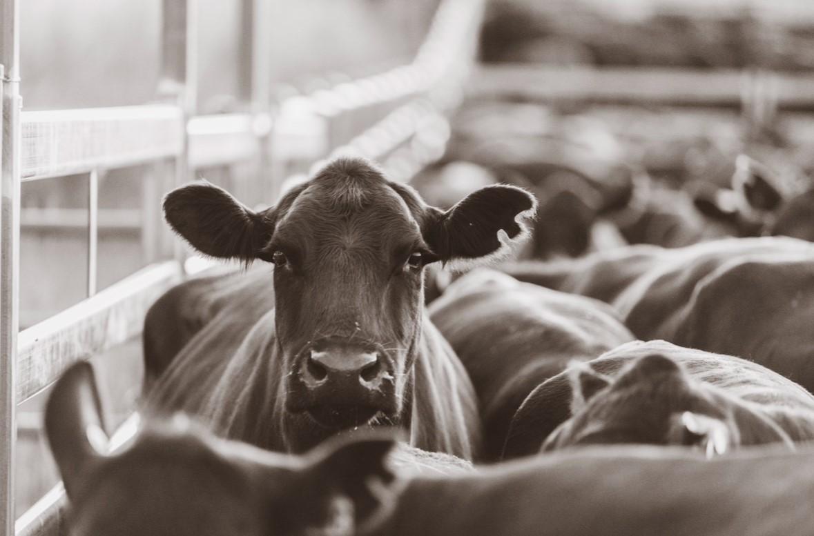 Choose a side | ONFARM