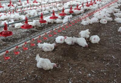 Five things I learned on a tour of a meat chicken farm | ONF...