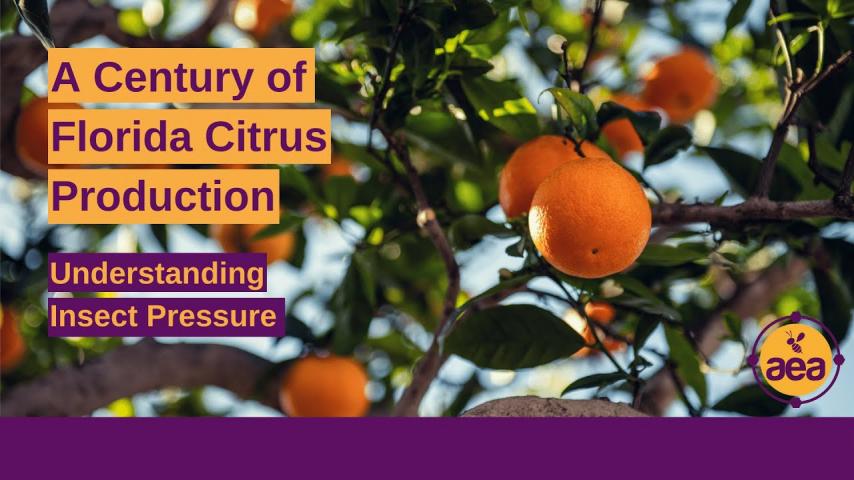 A 100-year review of Florida citrus production—what is causi...